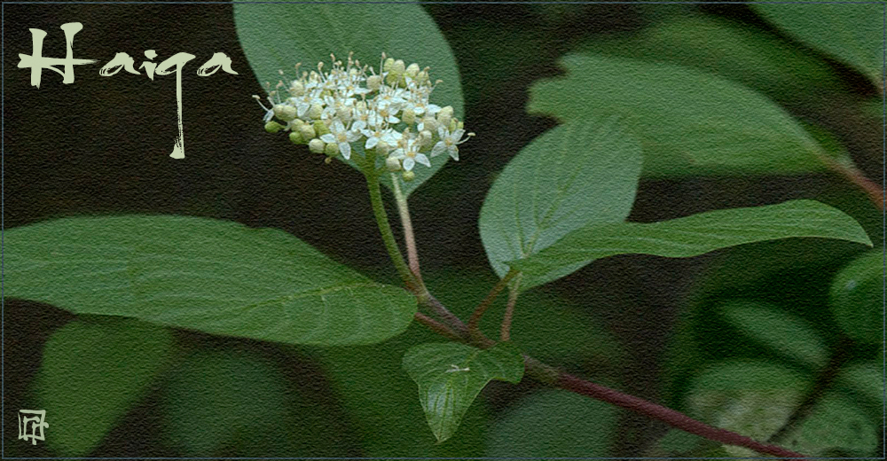 Haiga: A Marriage of Image & Haiku #1 – Ray Rasmussen: All Things ...