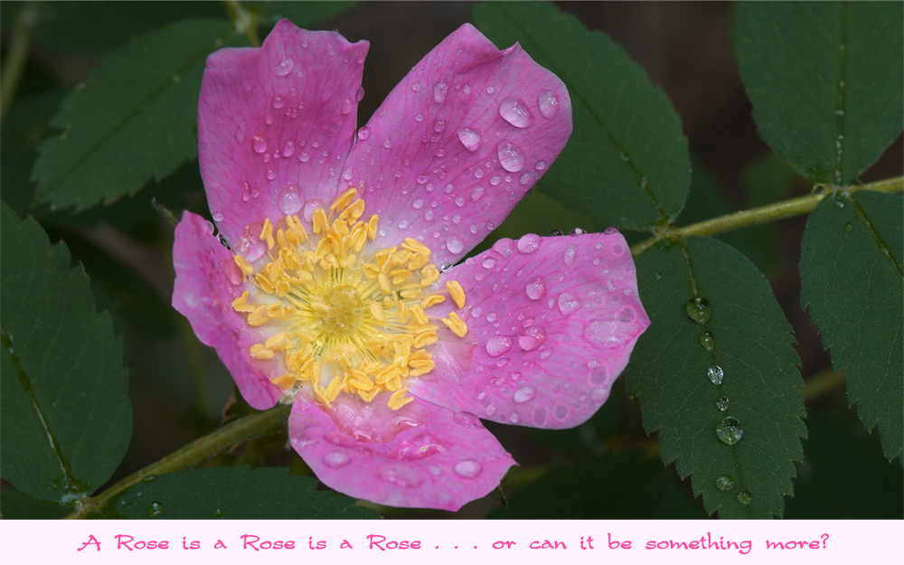 Haibun Titles are Important! – Ray Rasmussen: All Things Haibun Blog